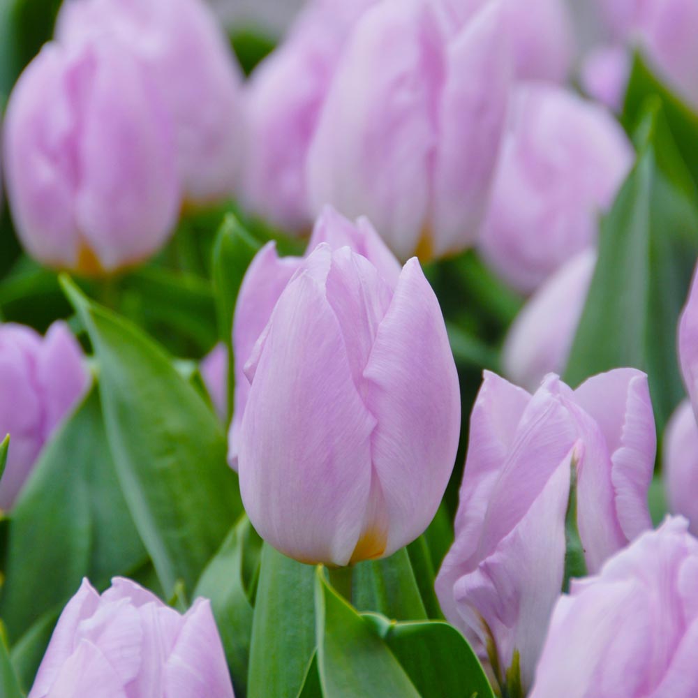 Tulip 'Candy Prince' | White Flower Farm