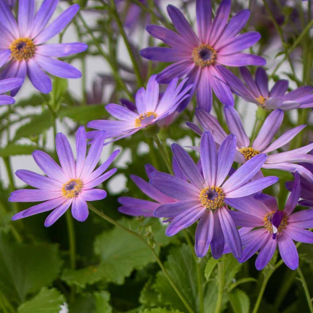 Cineraria Senetti® Magic Salmon in woven basket | White Flower Farm