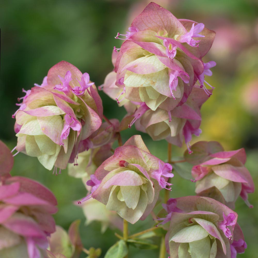 Origanum Kent Beauty | White Flower Farm