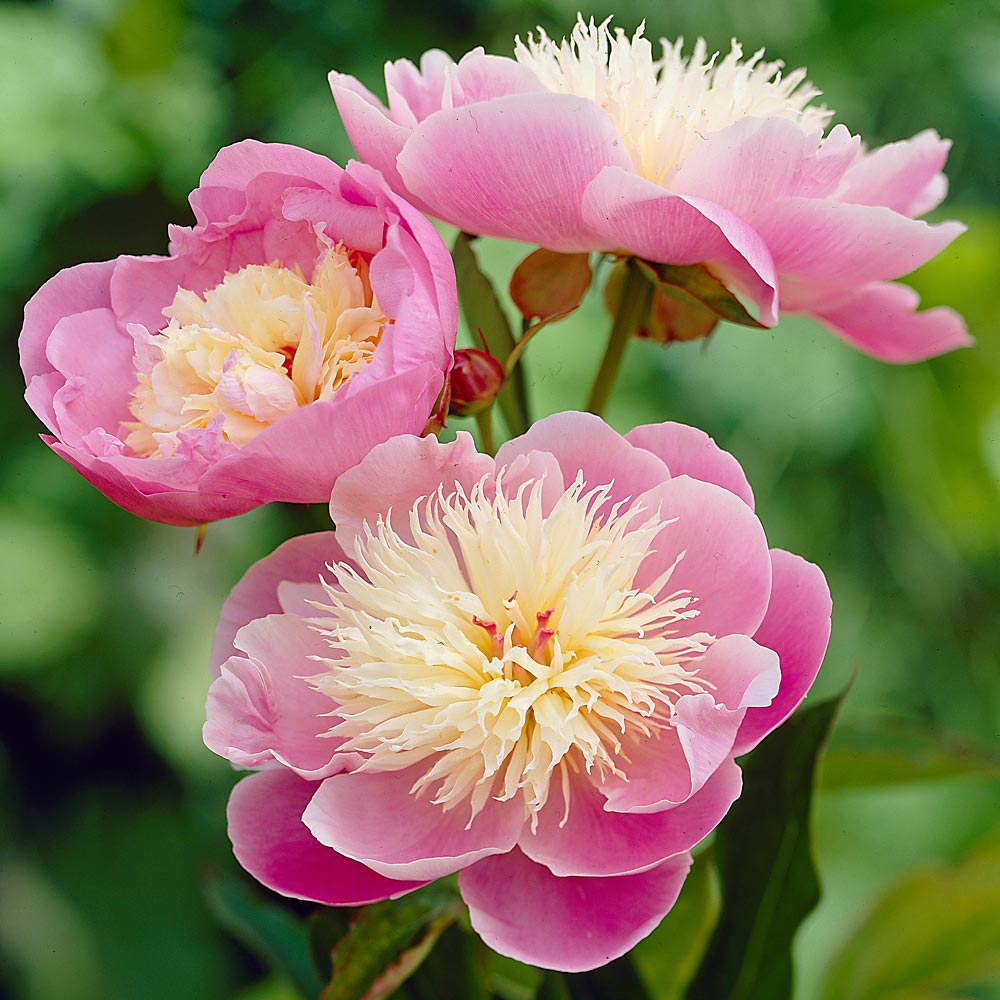 Peonies (Paeonia), Perennials | White Flower Farm