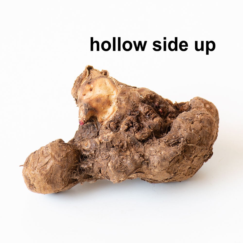 Begonia 'Gold Cascade' Blackmore & Langdon Trailing Variety | White ...