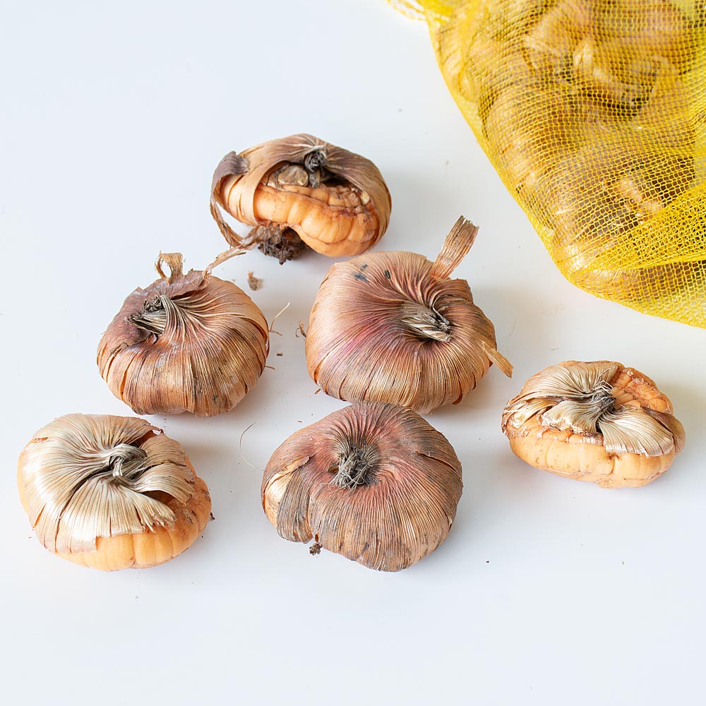 Gladiolus 'Priscilla' | White Flower Farm