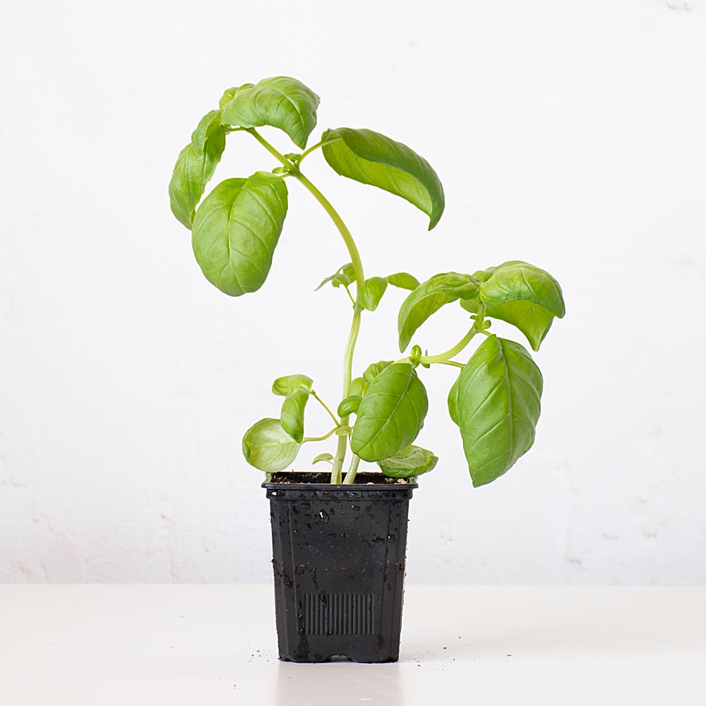 Basil 'Caesar' | White Flower Farm