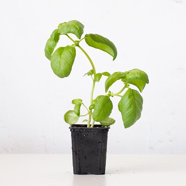 Basil 'Caesar' | White Flower Farm