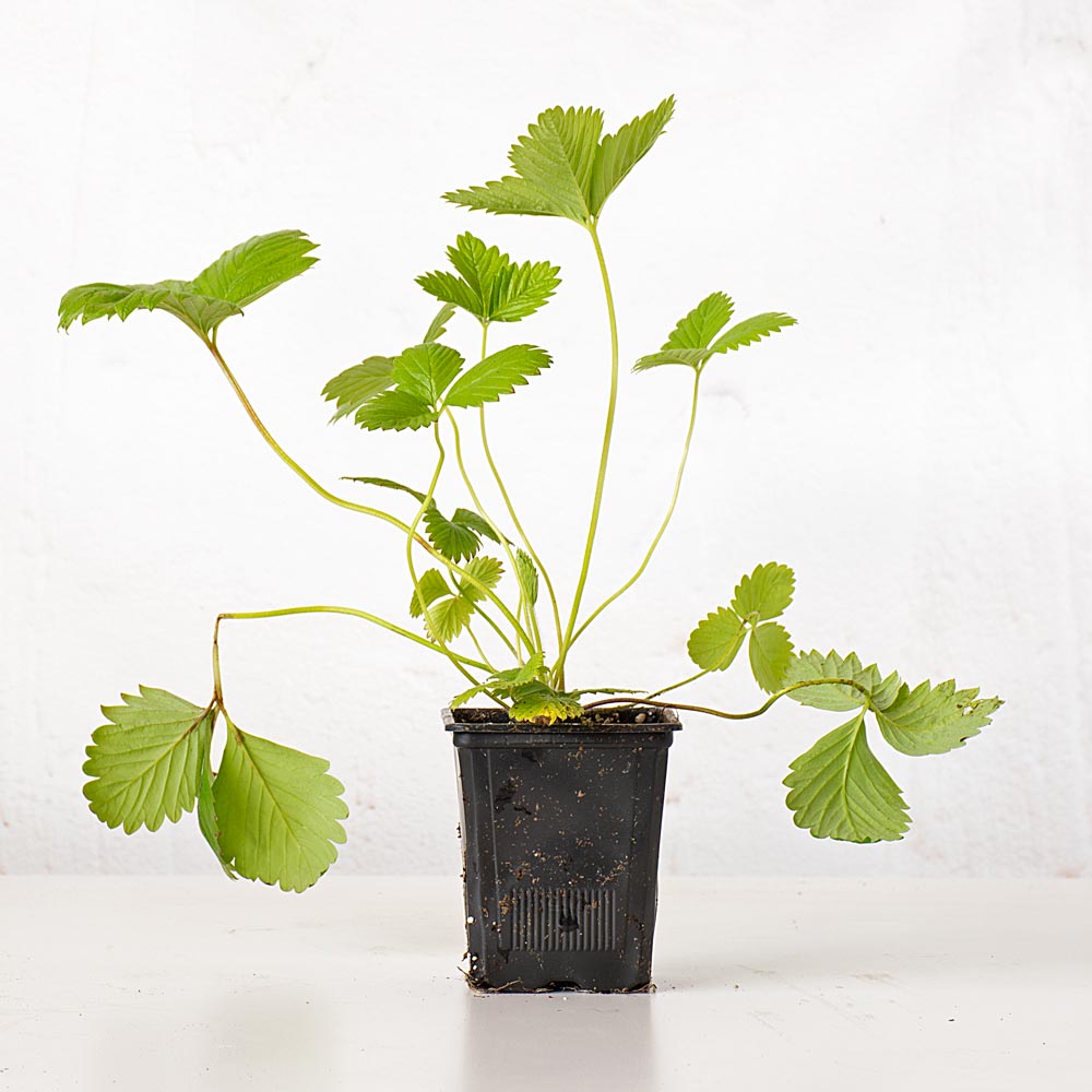 Strawberry 'Red Wonder' | White Flower Farm