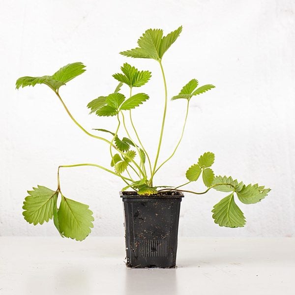 Strawberry 'Red Wonder' | White Flower Farm