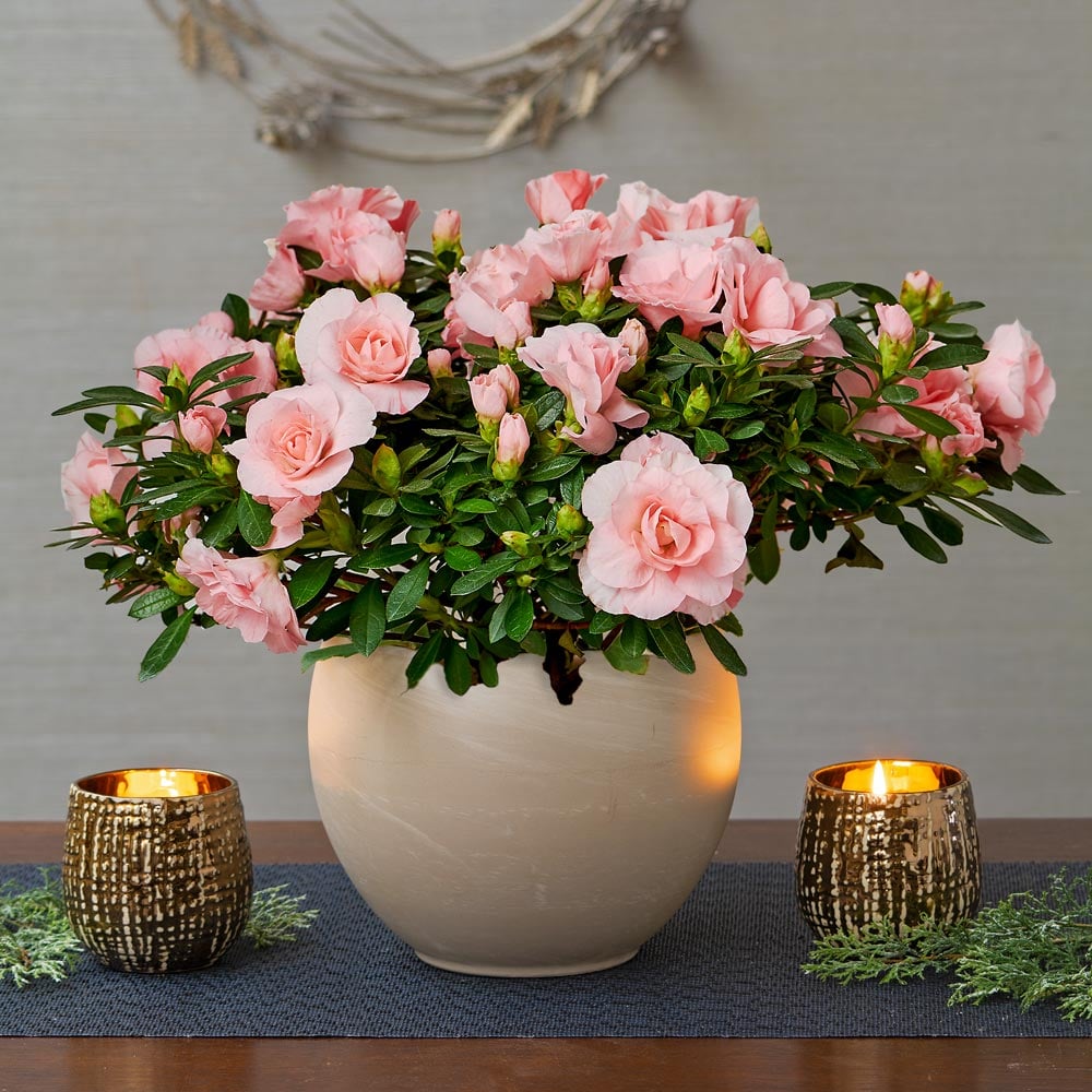 Azalea Rozalea® in cream ceramic cachepot | White Flower Farm