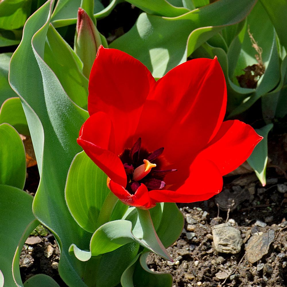 Tulip 'Princeps Red' | White Flower Farm