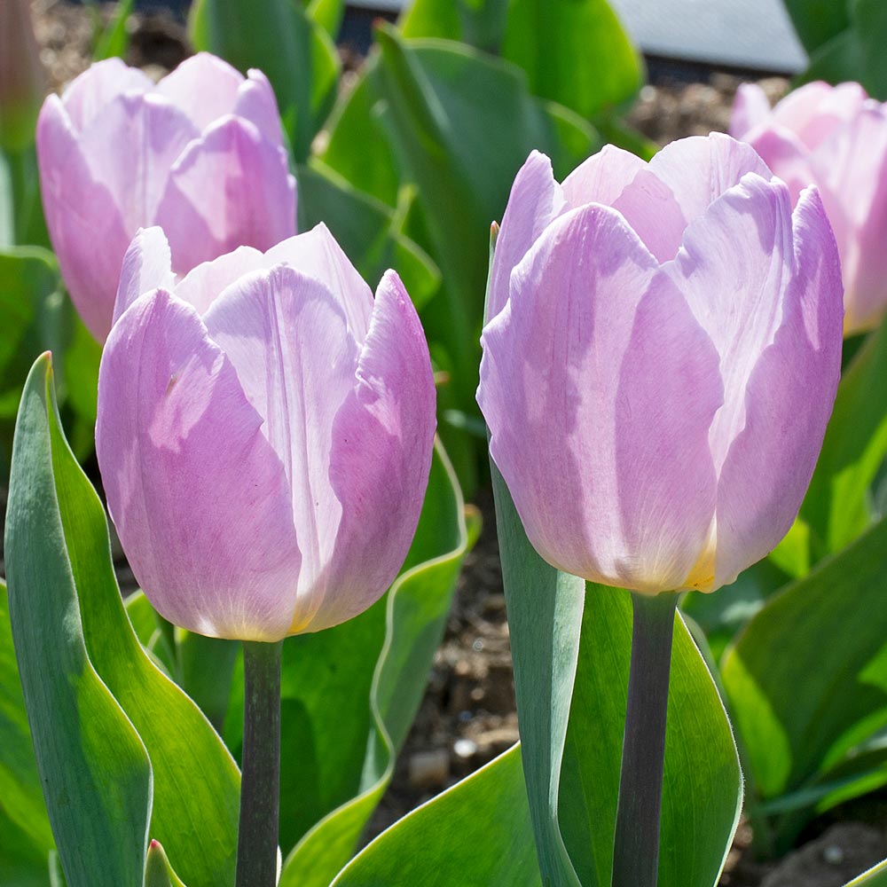 Tulip 'Candy Prince' | White Flower Farm