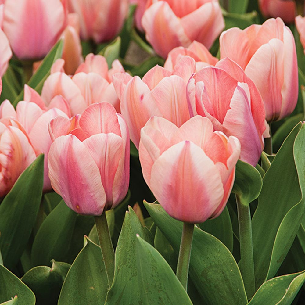 Stretch Tulip Mix | White Flower Farm