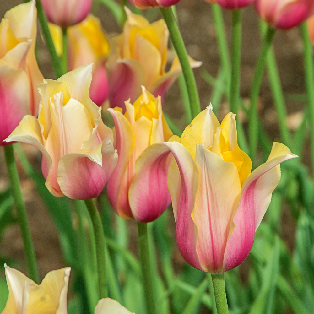 Stretch Tulip Mix | White Flower Farm