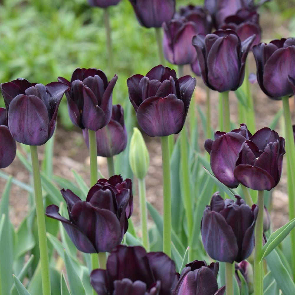 Tulip 'Paul Scherer' | White Flower Farm