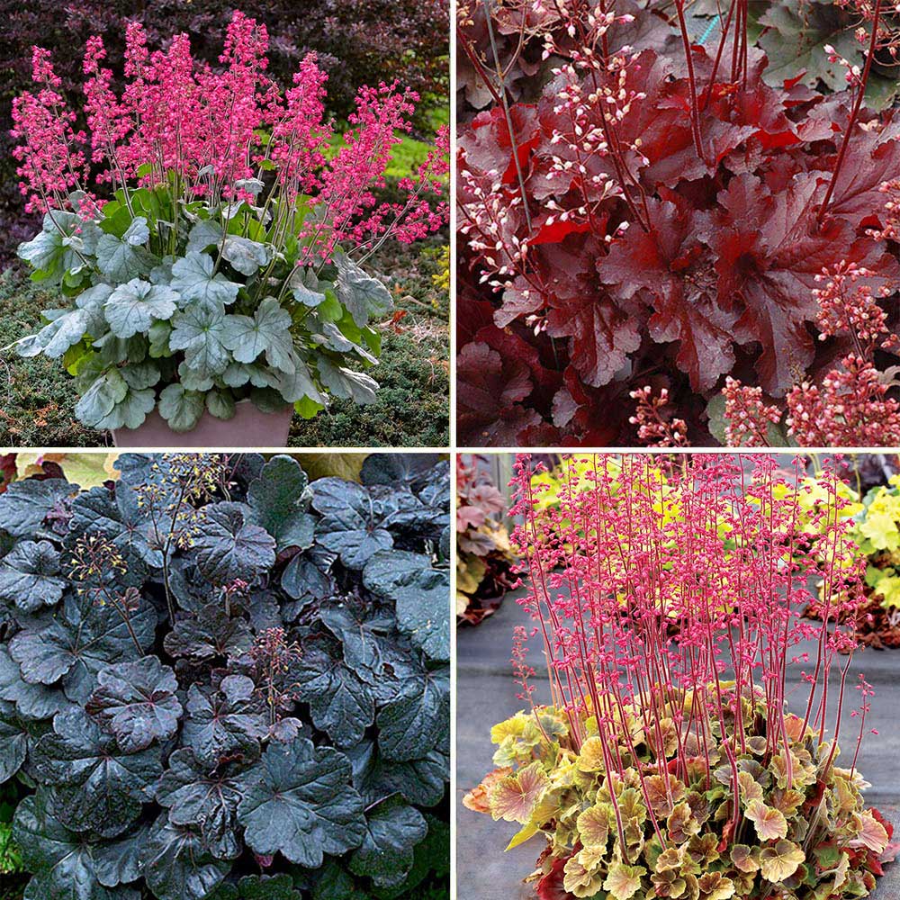 Four of a Kind Heuchera | White Flower Farm