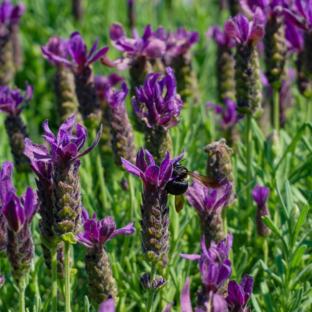 Lavandula stoechas Primavera | White Flower Farm