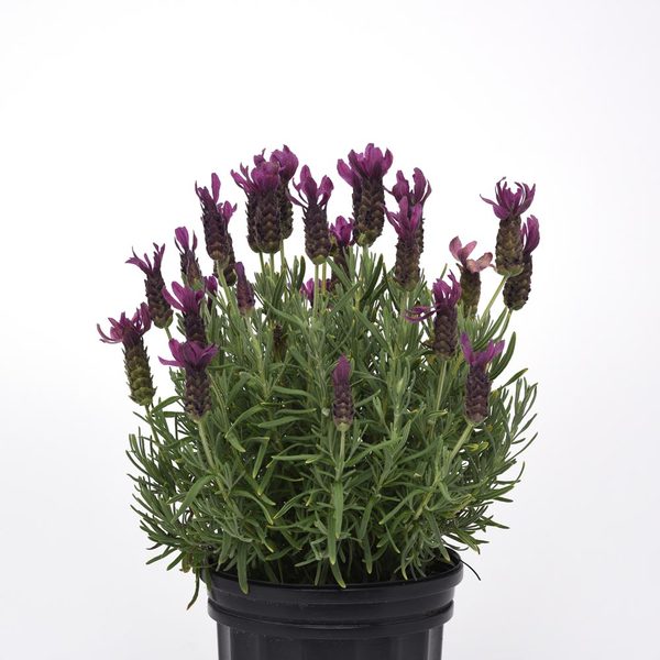 Lavandula stoechas Primavera | White Flower Farm