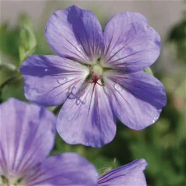 Geranium 'Azure Rush' | White Flower Farm