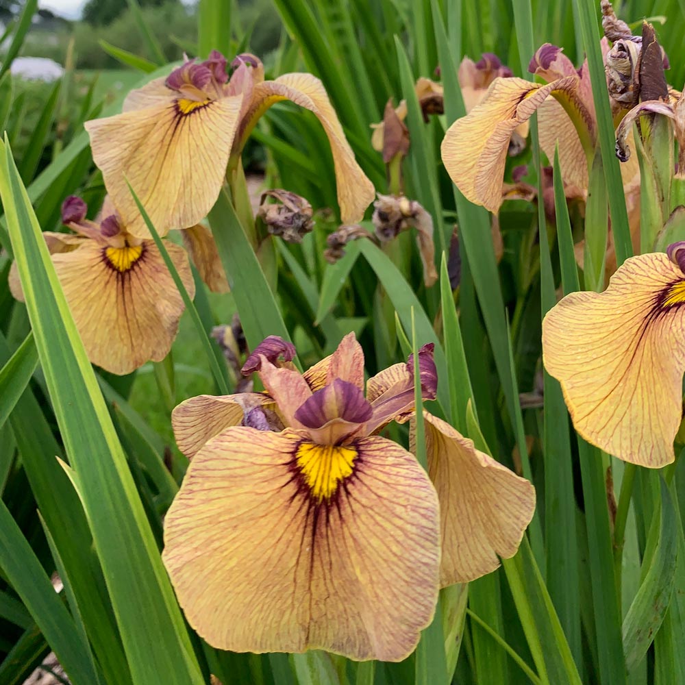 Iris pseudata 'Yarai' | White Flower Farm