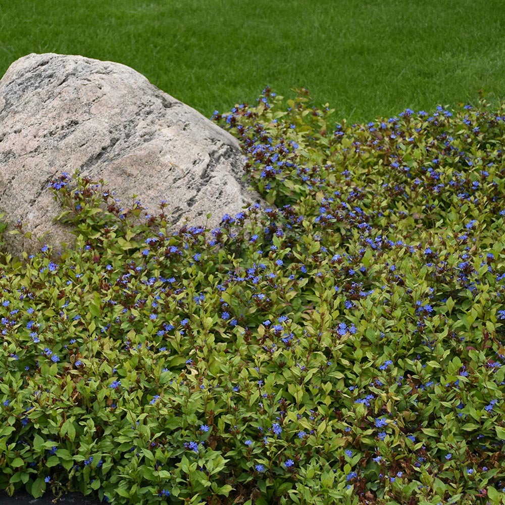 Ceratostigma plumbaginoides | White Flower Farm