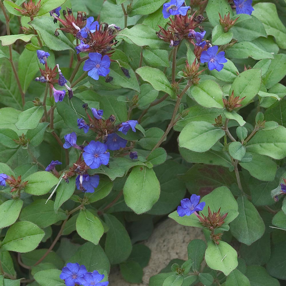 Ceratostigma plumbaginoides | White Flower Farm