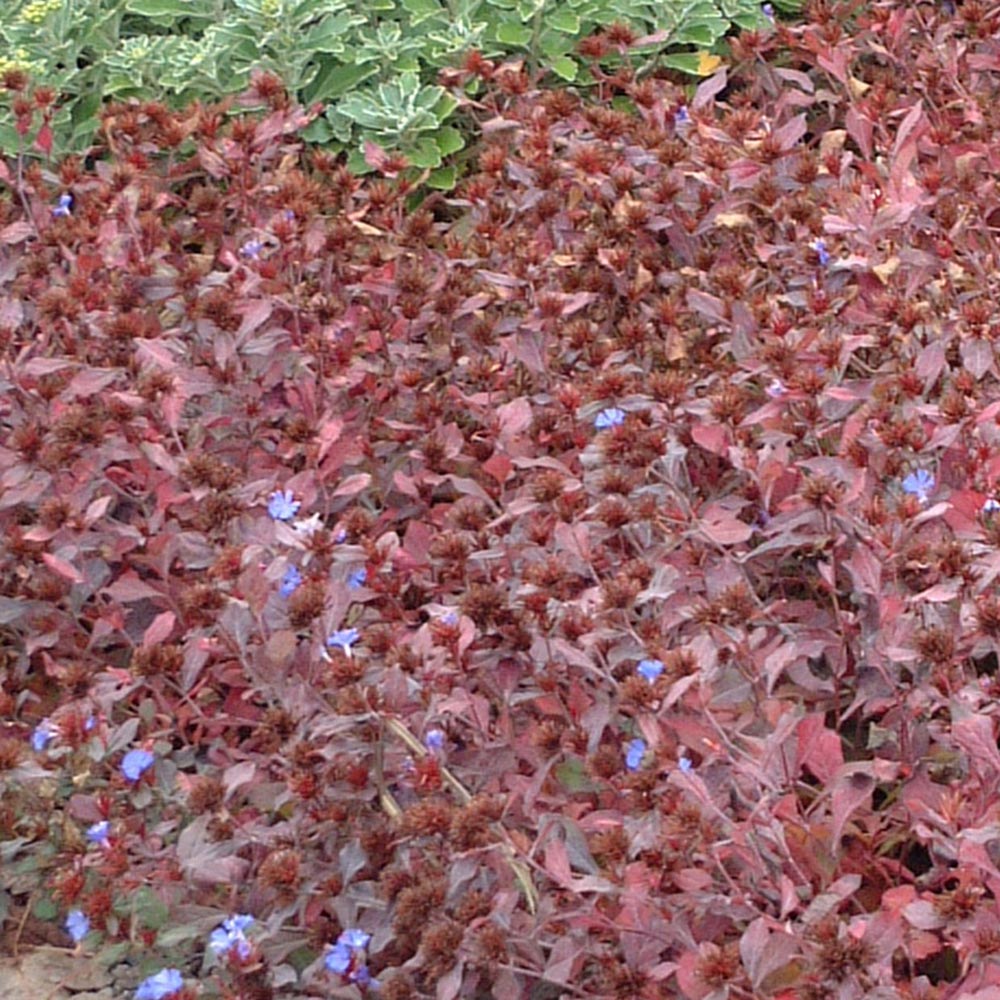 Ceratostigma plumbaginoides | White Flower Farm