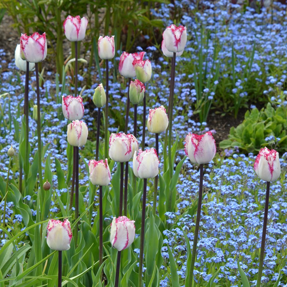 Tulip 'Raspberry Ripple' | White Flower Farm