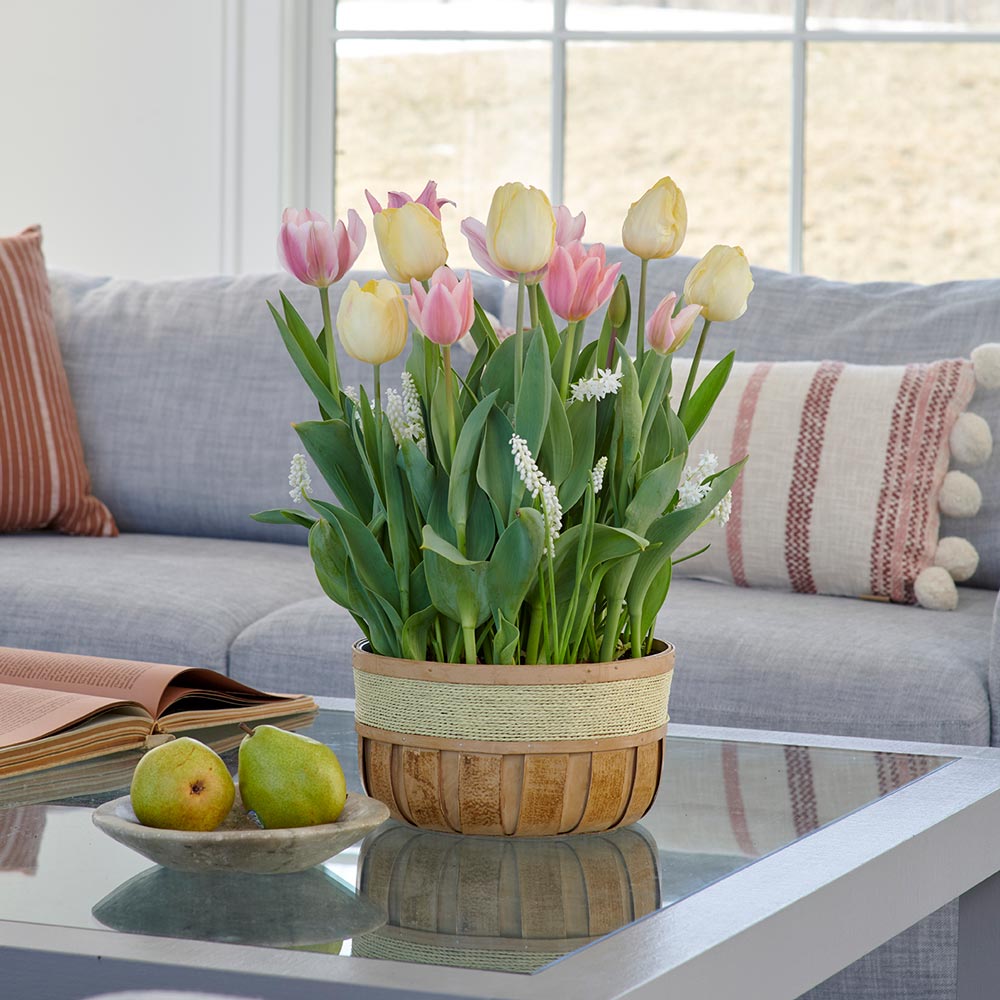 Springtime Scents Bulb Collection | White Flower Farm