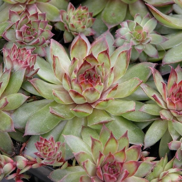 Sempervivum Bronco | White Flower Farm