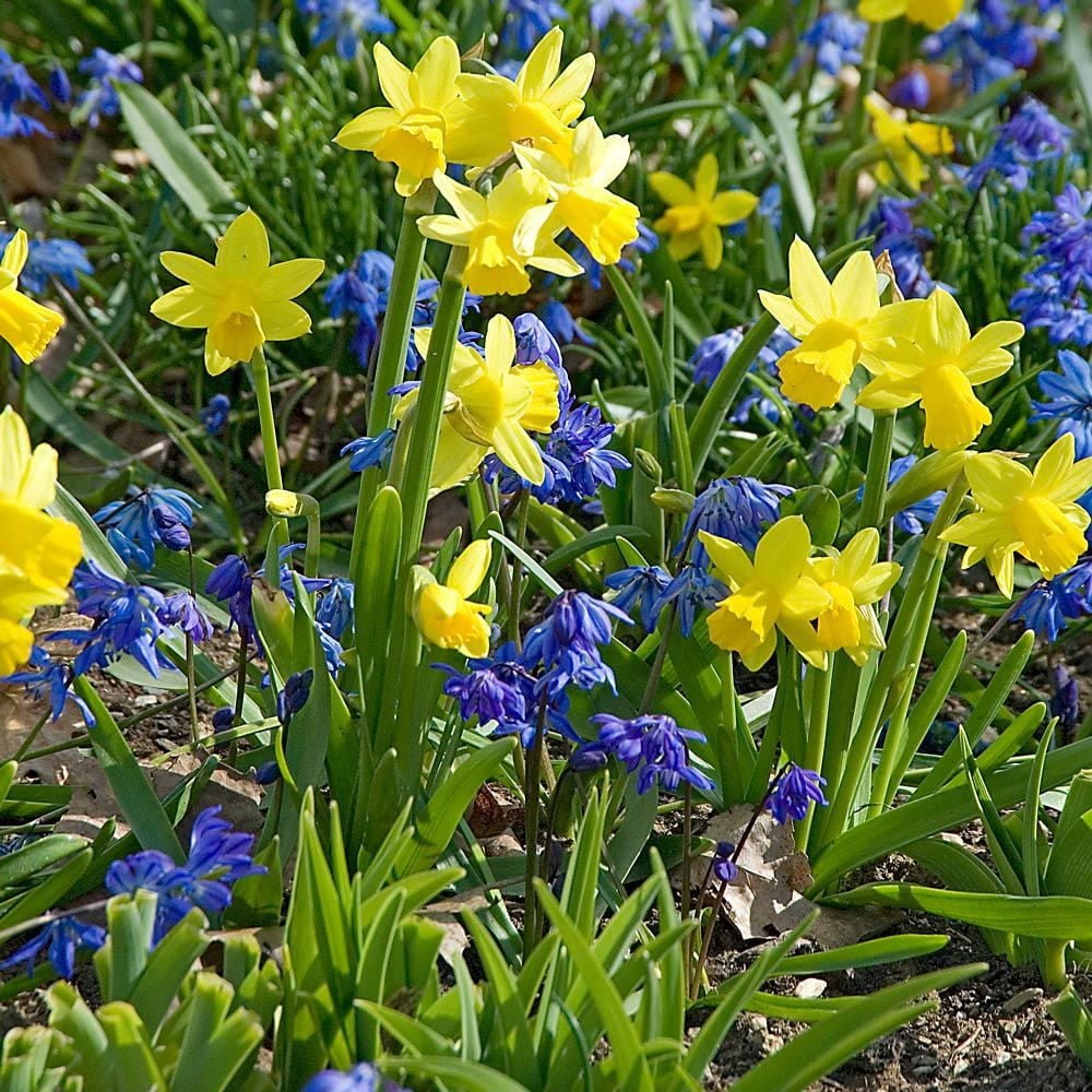 Scilla Flowers, Scilla Bulbs & More | White Flower Farm