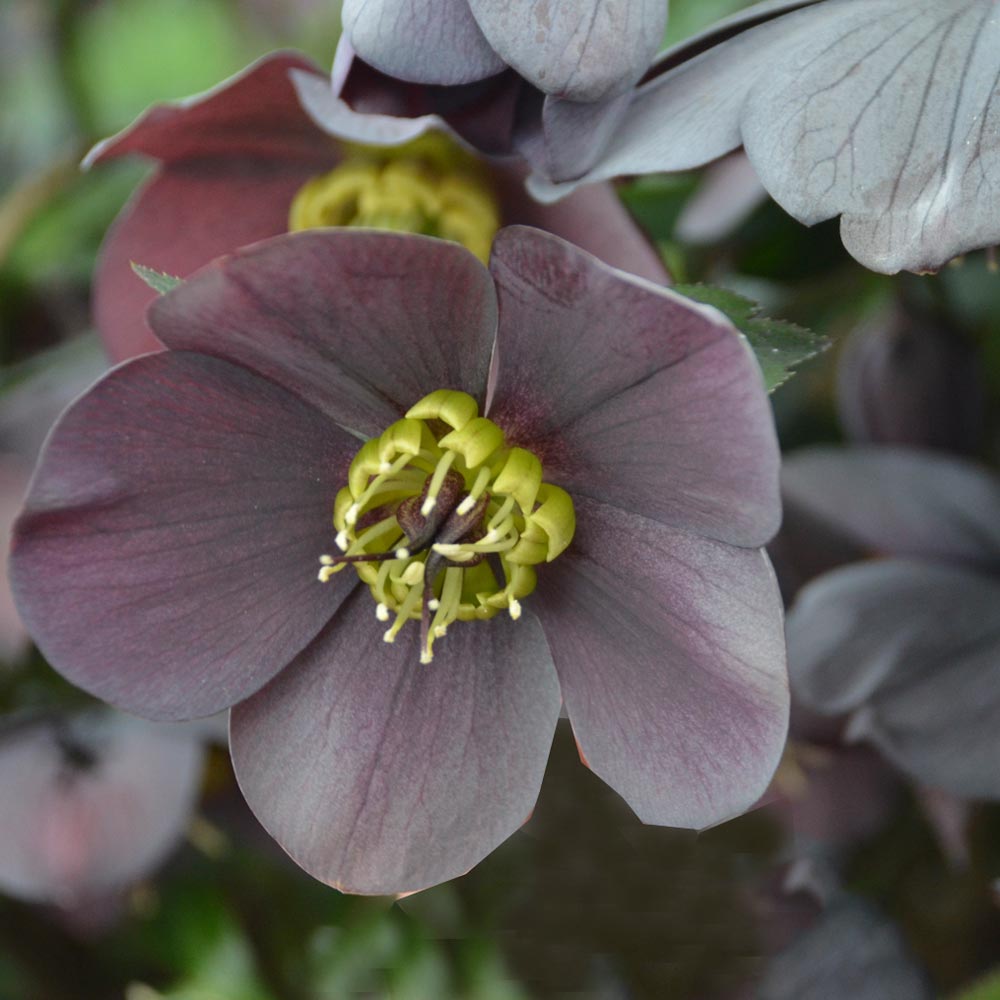 Hellebore | White Flower Farm