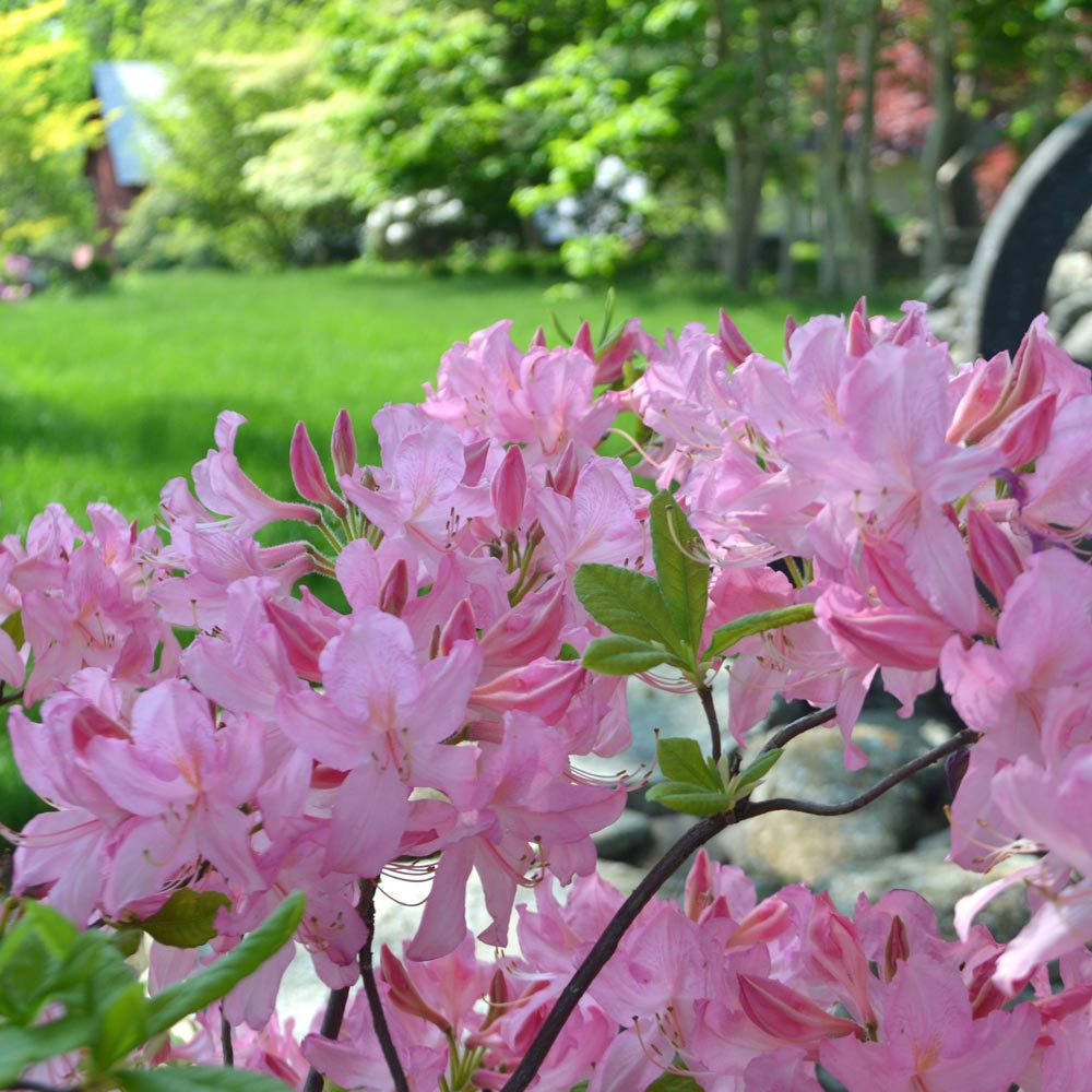 Azalea 'Marie Hoffman' | White Flower Farm