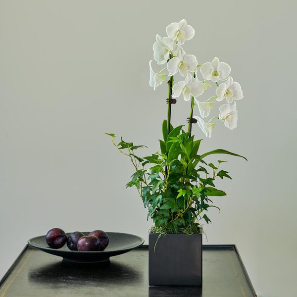 White Dendrobium Orchid Garden in 5" ceramic cachepot | White Flower Farm