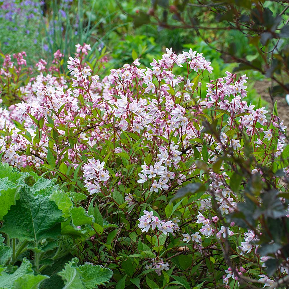Deutzia Yuki Cherry Blossom® | White Flower Farm