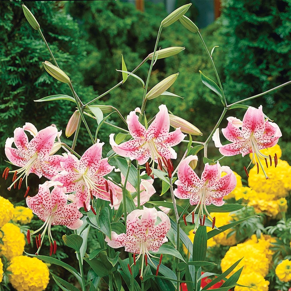 Lilium speciosum 'Uchida' | White Flower Farm