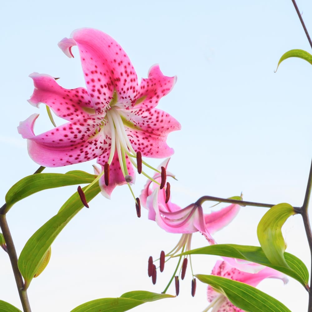 Lilium speciosum 'Uchida' | White Flower Farm