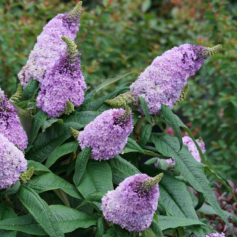Buddleia Pugster® Amethyst | White Flower Farm