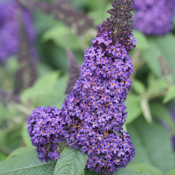 Buddleia Pugster Blue® | White Flower Farm