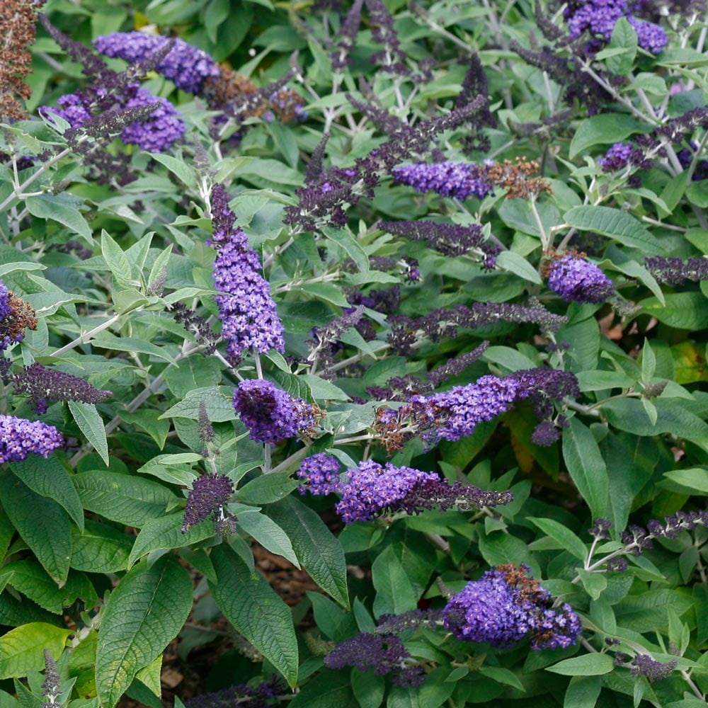 Buddleia Pugster Blue® | White Flower Farm