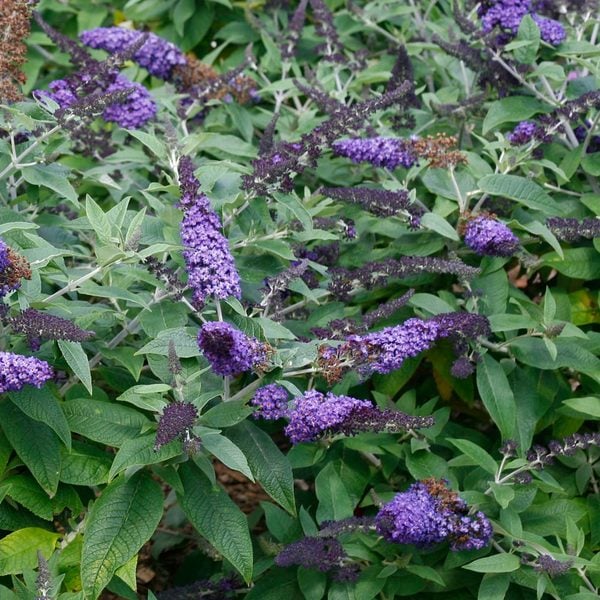 Buddleia Pugster Blue® | White Flower Farm