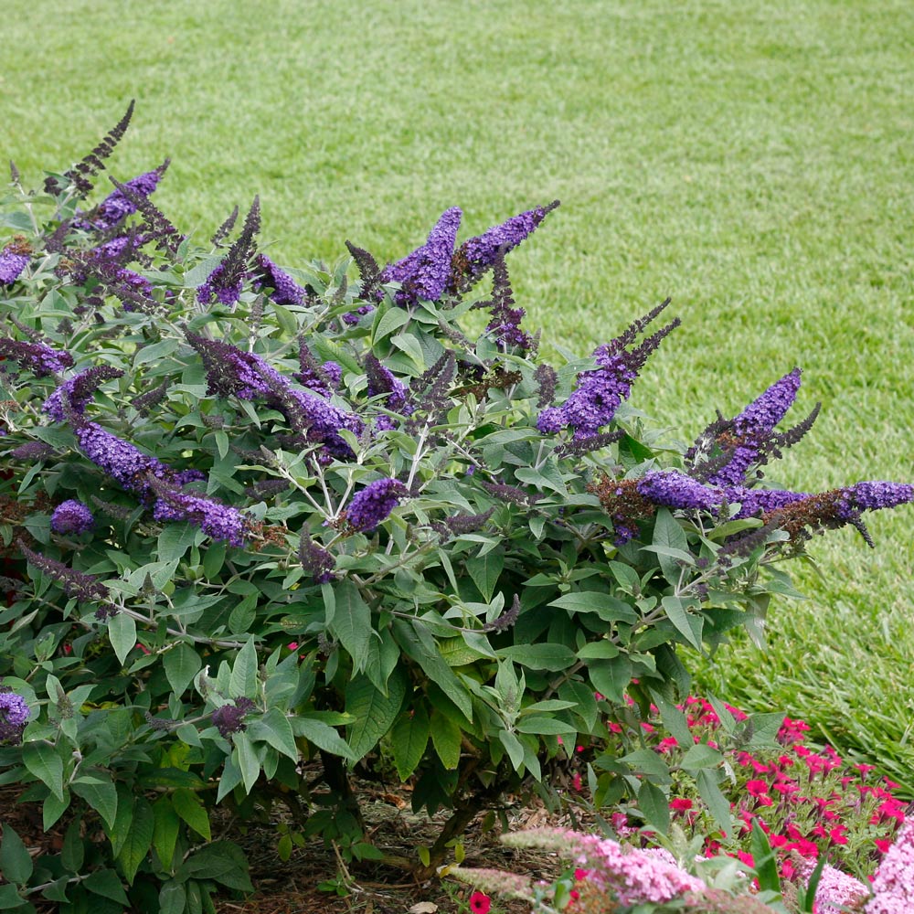 Buddleia Pugster Blue® | White Flower Farm