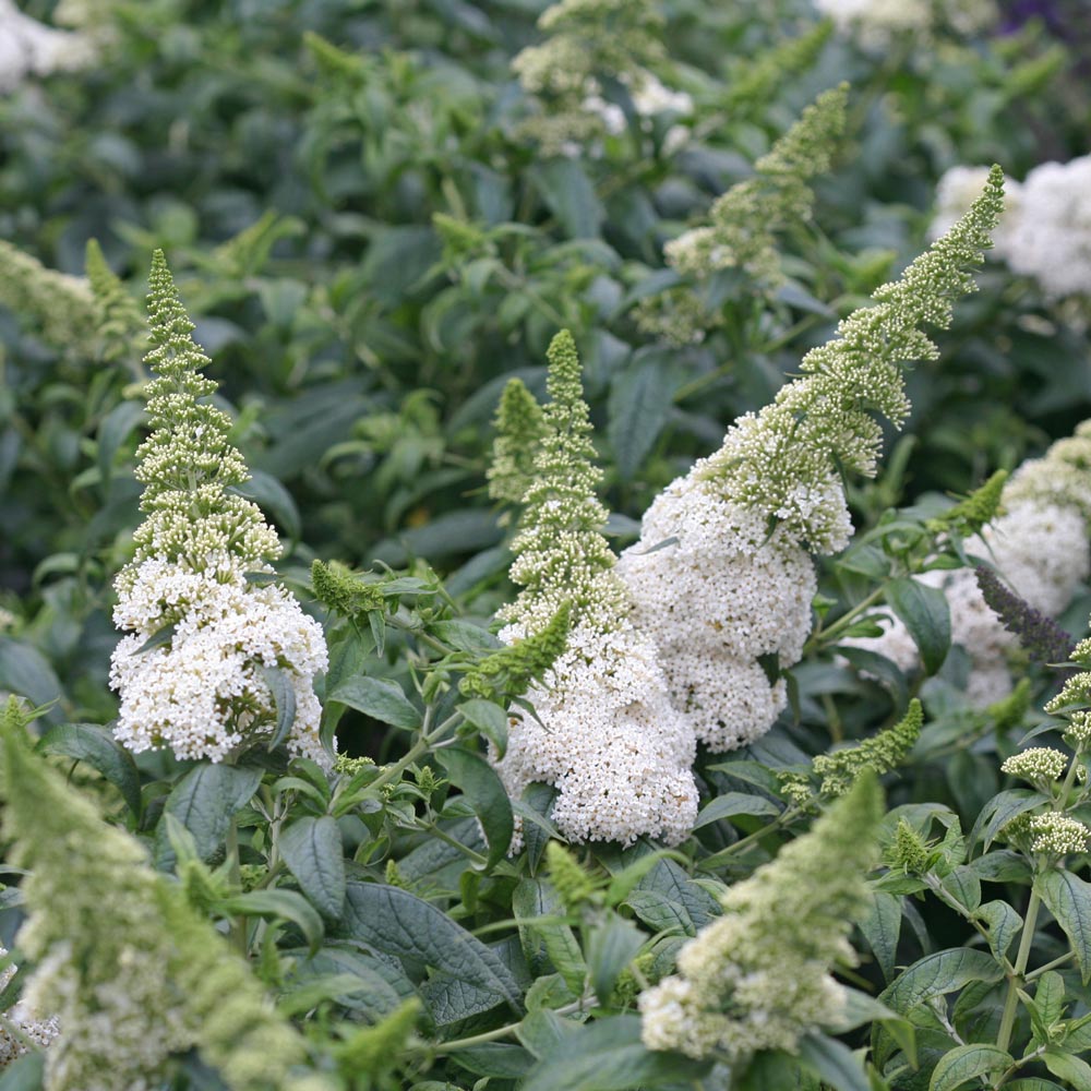 Buddleia Pugster White® | White Flower Farm