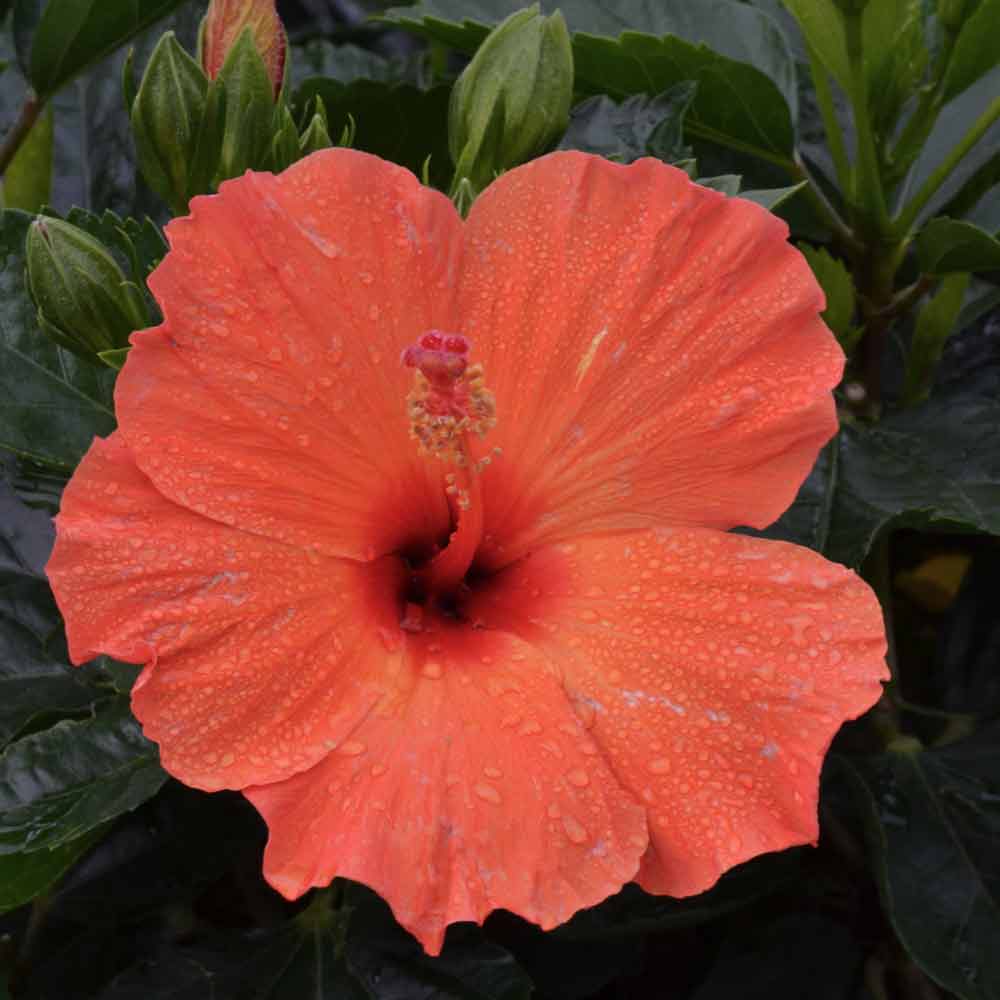 Tropical Hibiscus Tradewinds® 'Orange Sunset Wind' | White Flower Farm