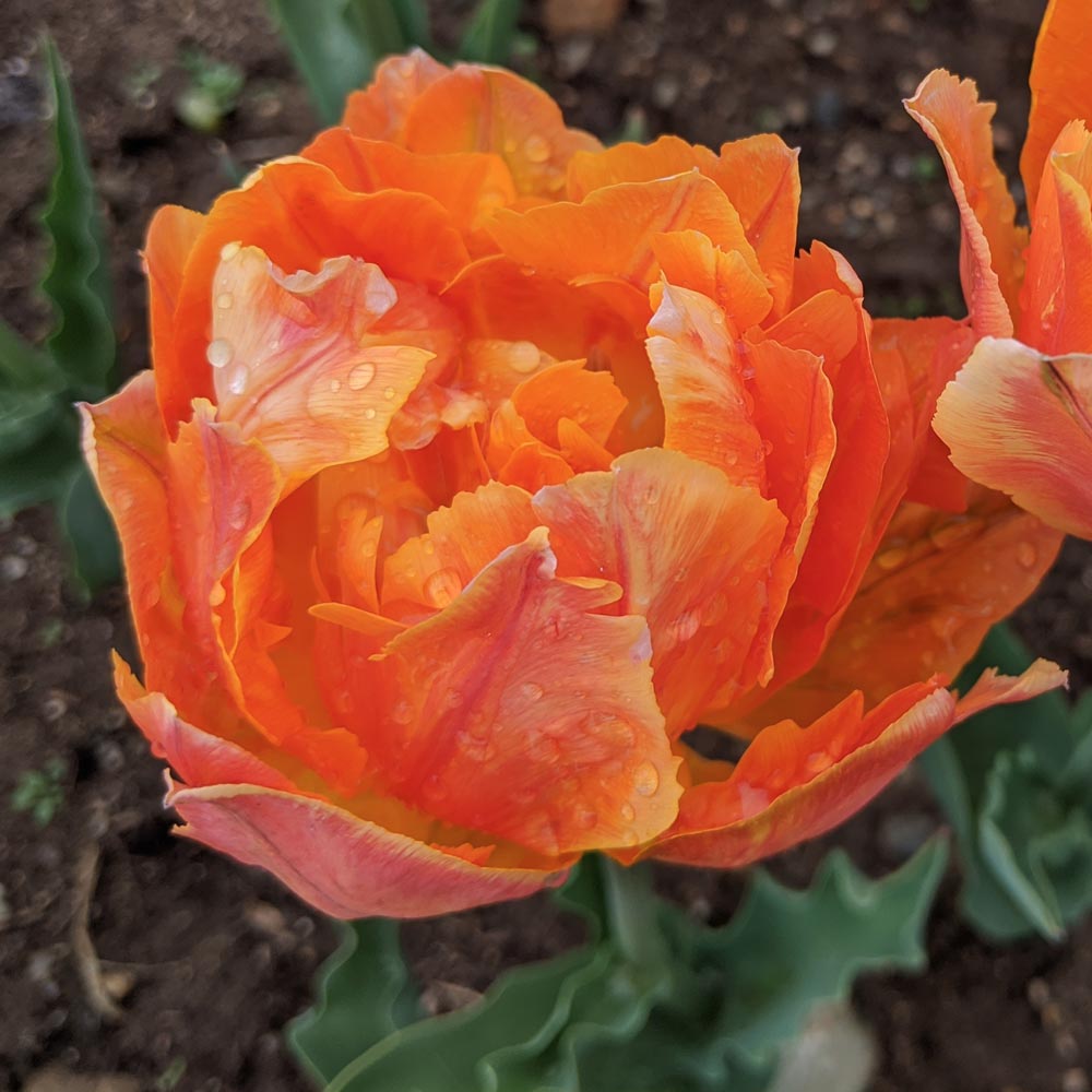 Tulip 'Orca' | White Flower Farm