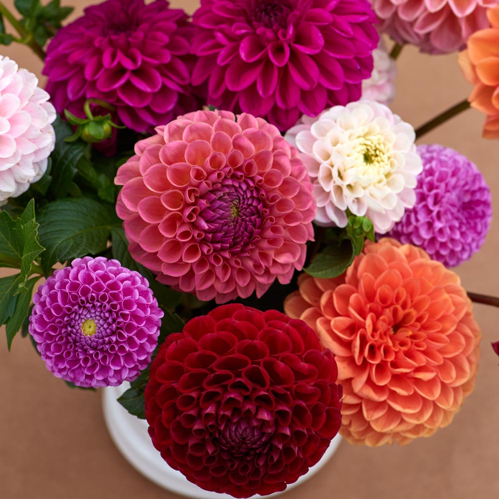 Having a Ball Dahlia Collection | White Flower Farm