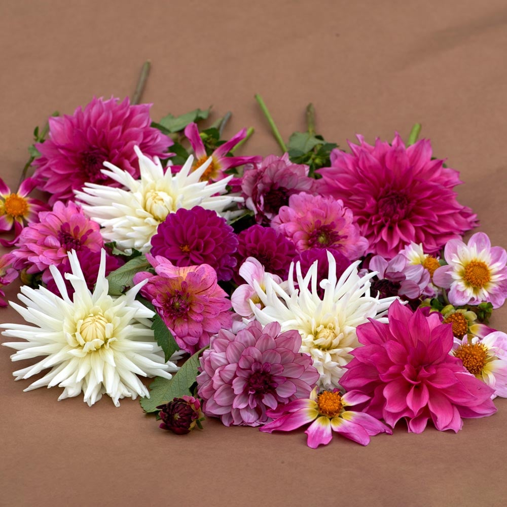 Raspberry Swirl Dahlia Collection | White Flower Farm