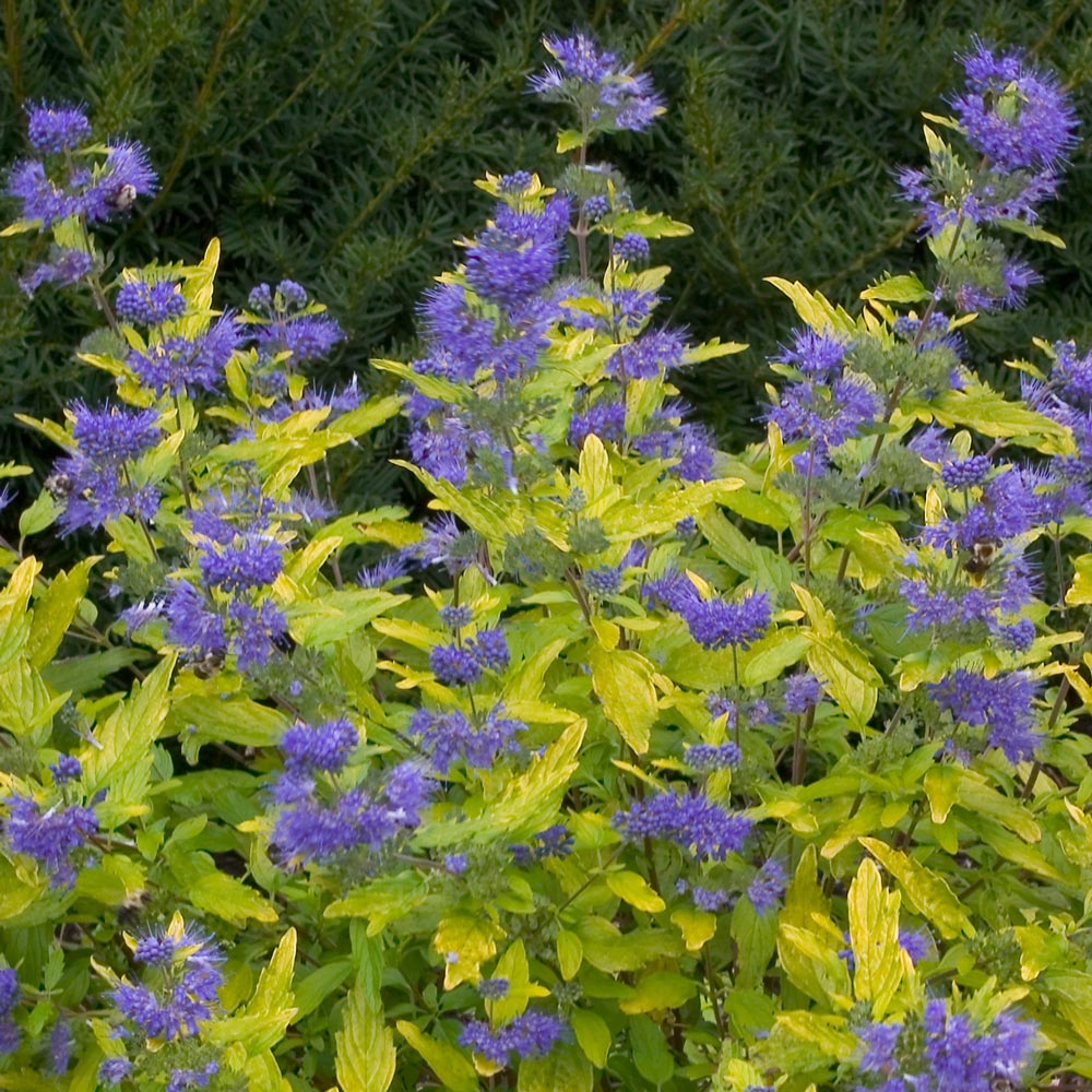 caryopteris