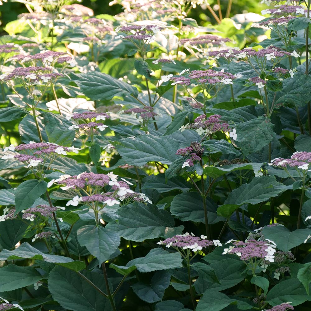 Hydrangea arborescens subsp. radiata Invincibelle Lace® | White Flower Farm