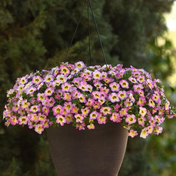 Calibrachoa Cha-Cha™ Diva Hot Pink | White Flower Farm
