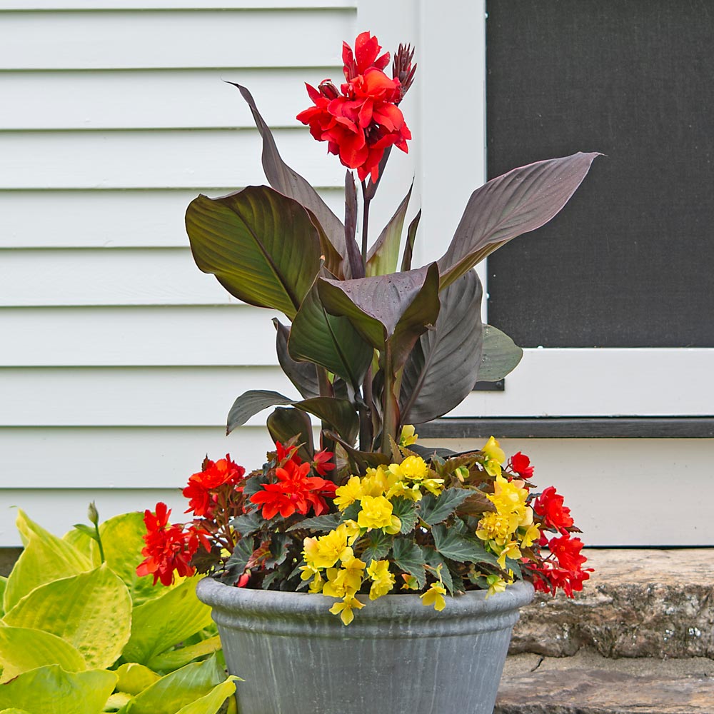 Skyrocket Container Garden | White Flower Farm