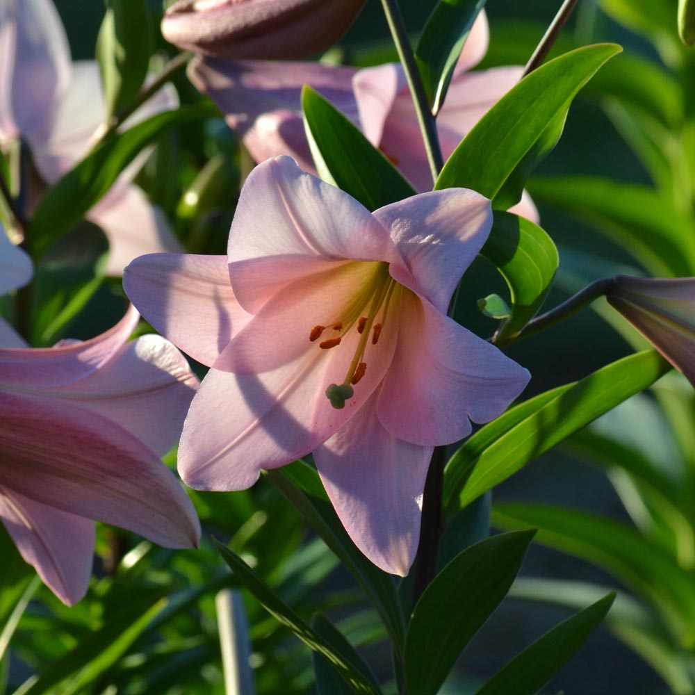 Lilium 'Magnifique' | White Flower Farm