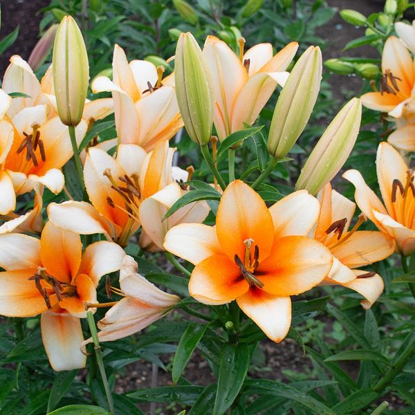 Lilium 'Orange Emperor' | White Flower Farm